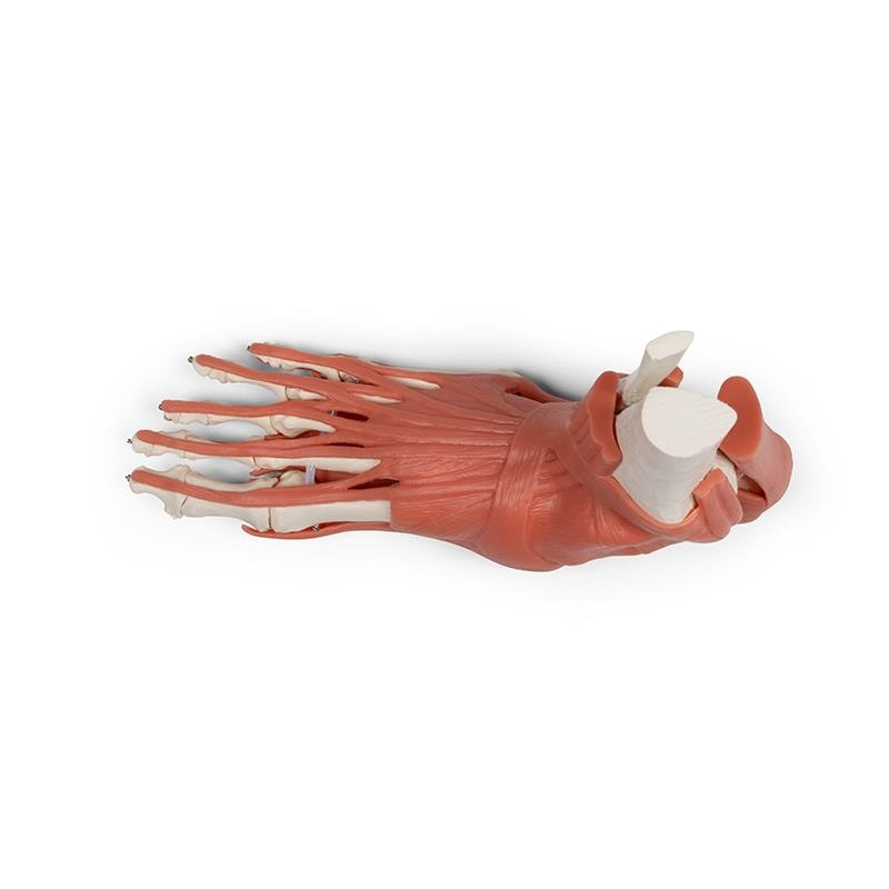 Erler Zimmer Anatomy Model of the Foot - LabWorld.co.uk